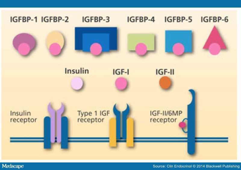 Igf Ii Its Role In Metabolic And Endocrine Disease