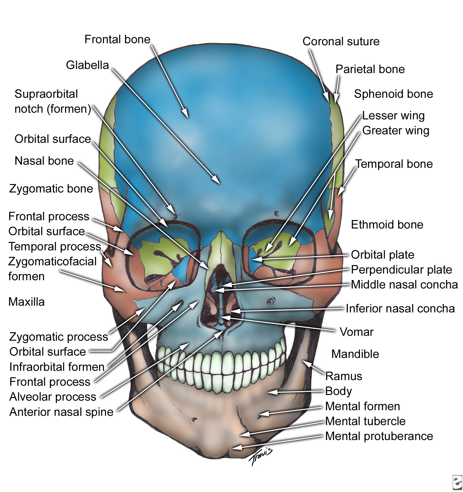 ORAL MAXILLO FACIAL SURGERY Facial Bone Anatomy