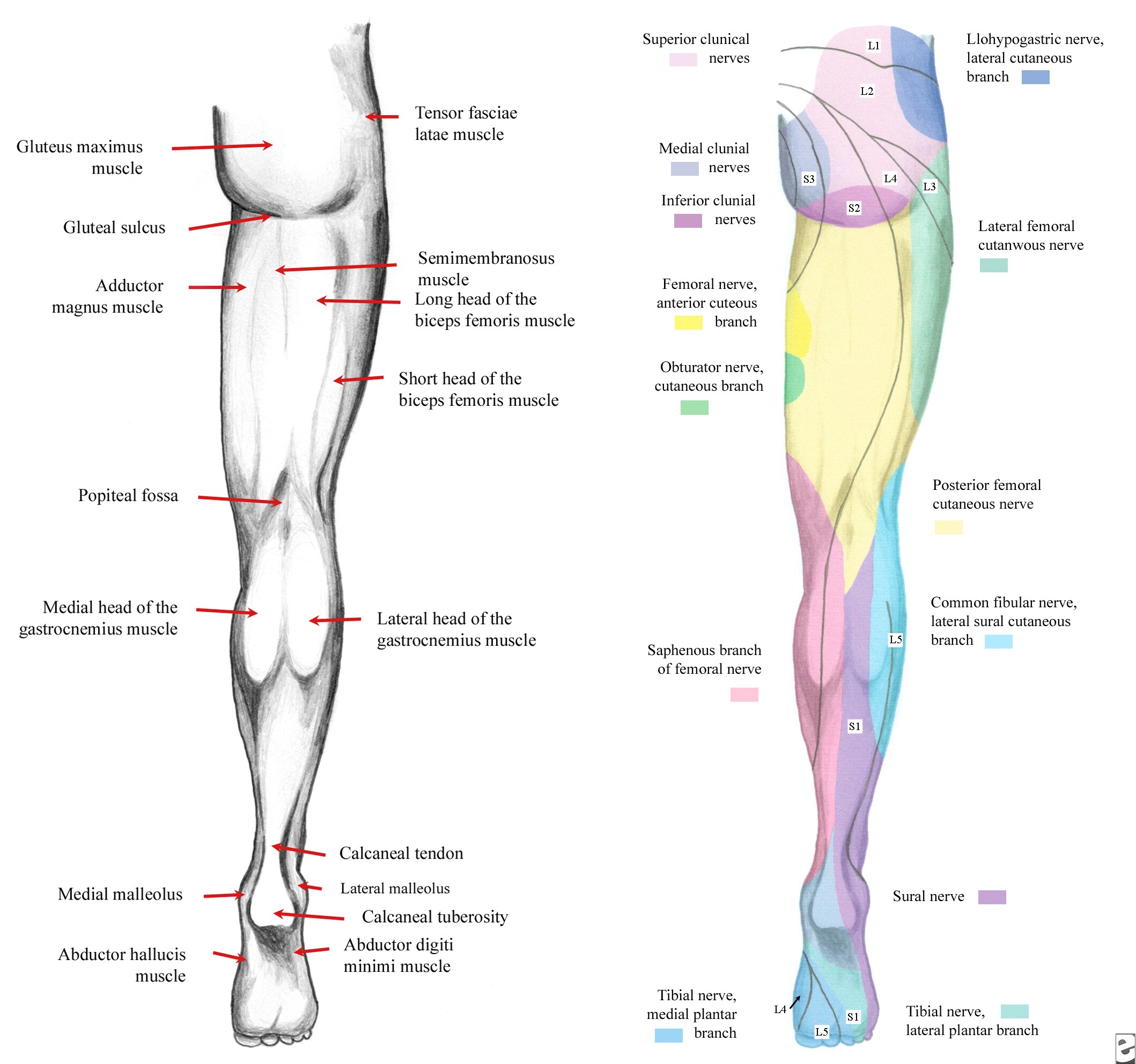 Zaradiology Anatomy Surface Anatomy Lower Limb